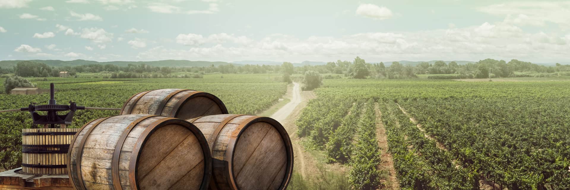 Αμπελουργία και Οινολογία: Δεξιότητες Παραγωγής, Διάθεσης και ...